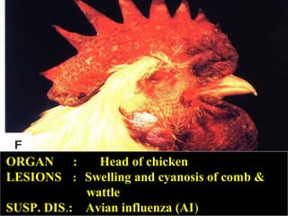 Viral diseases | PPT