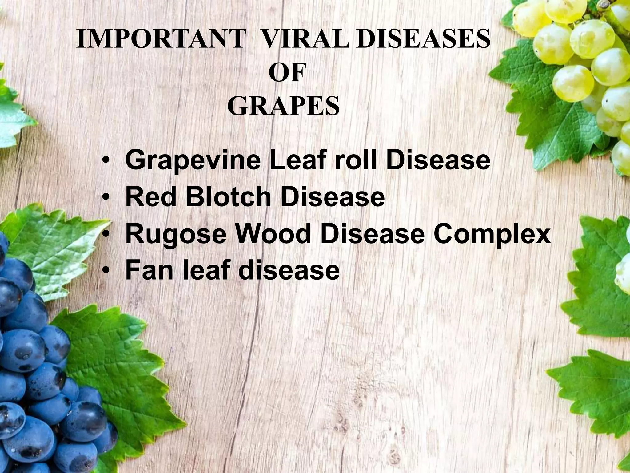 Grapevine Major Viral diseases | PPTX