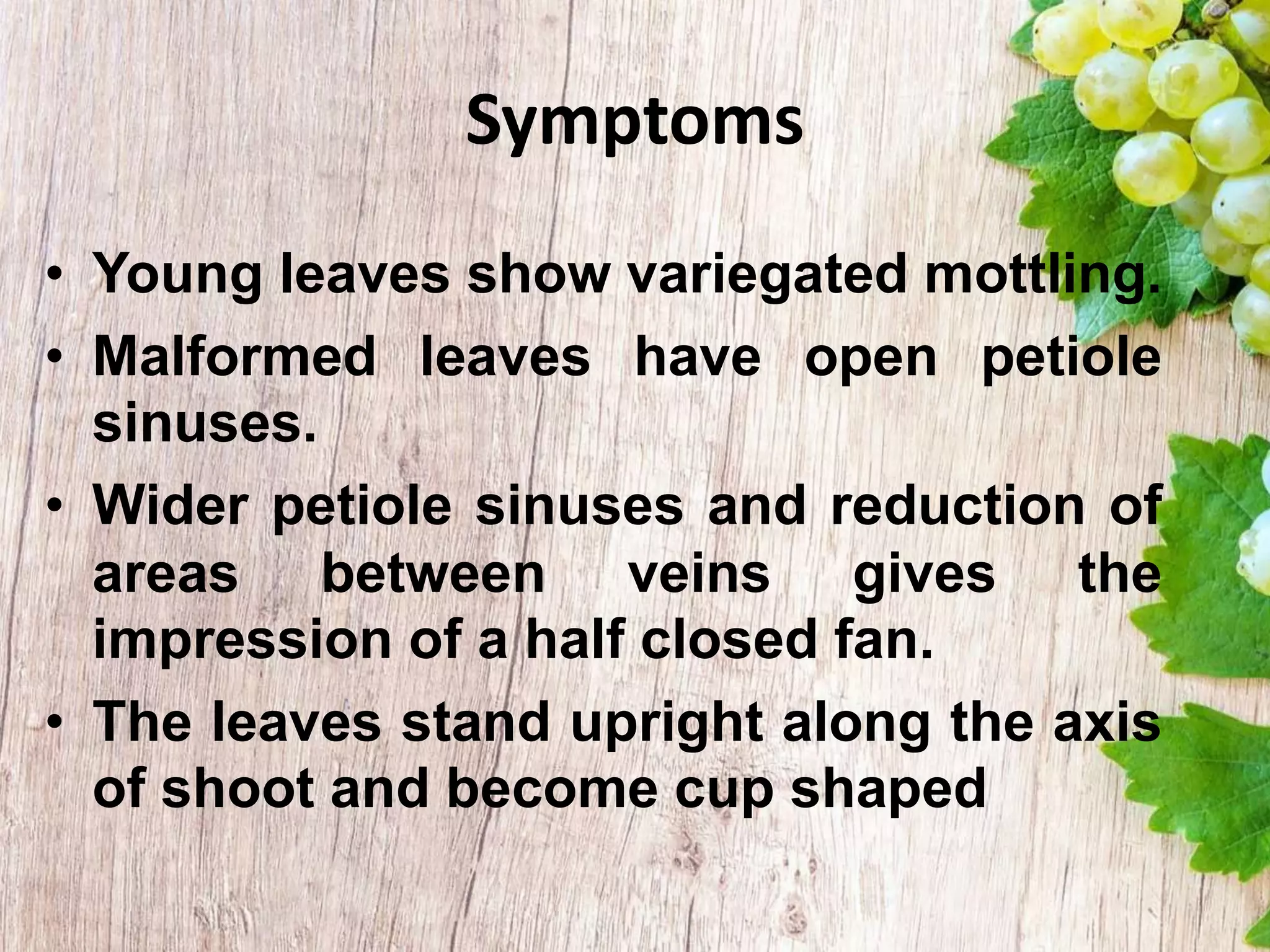 Grapevine Major Viral diseases | PPTX