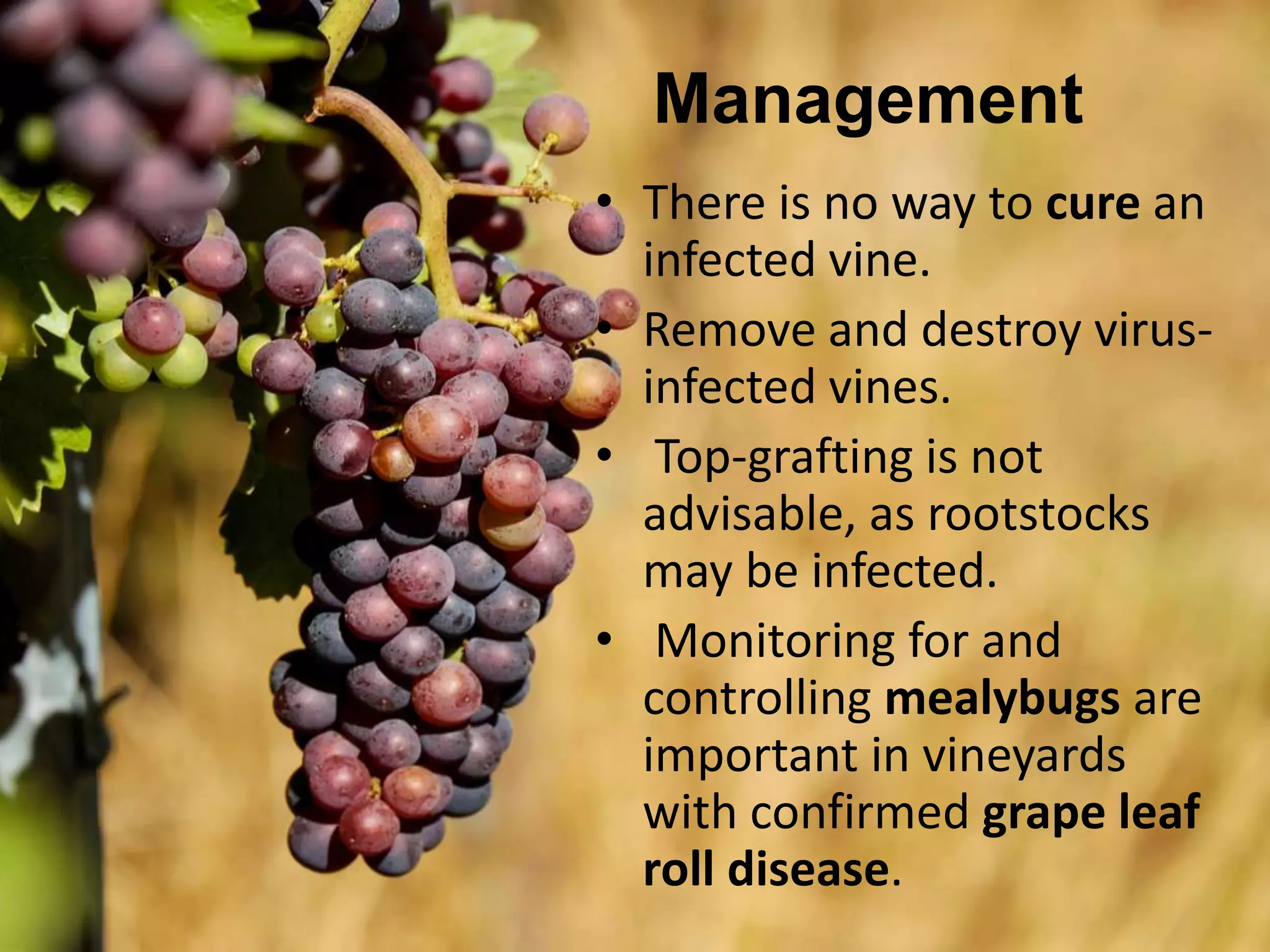 Grapevine Major Viral diseases | PPTX
