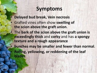 Grapevine Major Viral diseases | PPTX