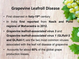 Grapevine Major Viral diseases | PPTX