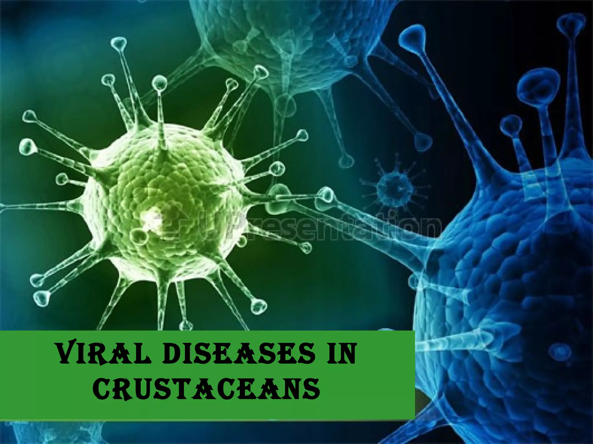 Viral diseases in crustaceans | PPT