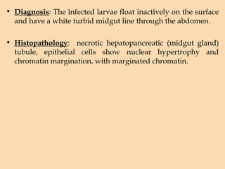 Viral diseases in crustaceans | PPT