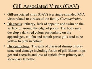 Viral diseases in crustaceans | PPT