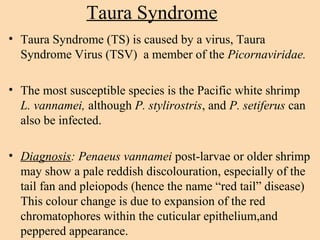 Viral diseases in crustaceans | PPT