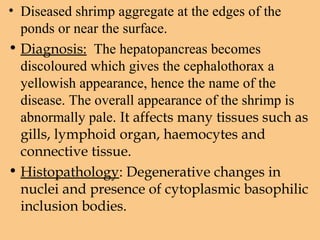 Viral diseases in crustaceans | PPT
