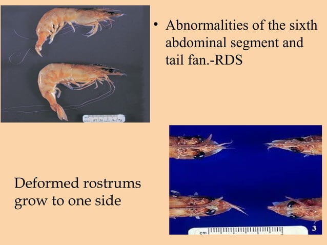 Viral diseases in crustaceans | PPT | Biological Sciences | Science