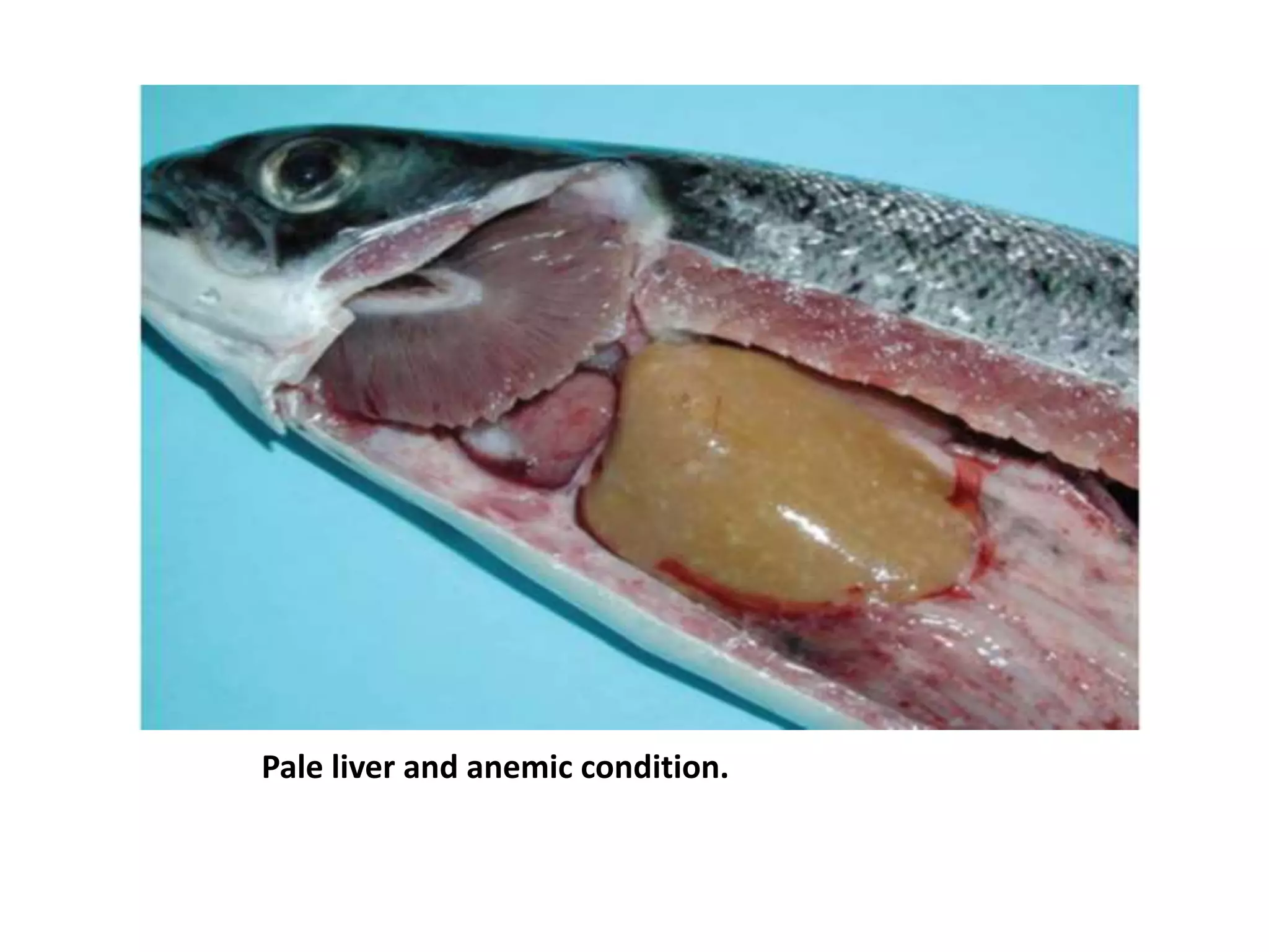 Viral diseases in fishes | PPTX
