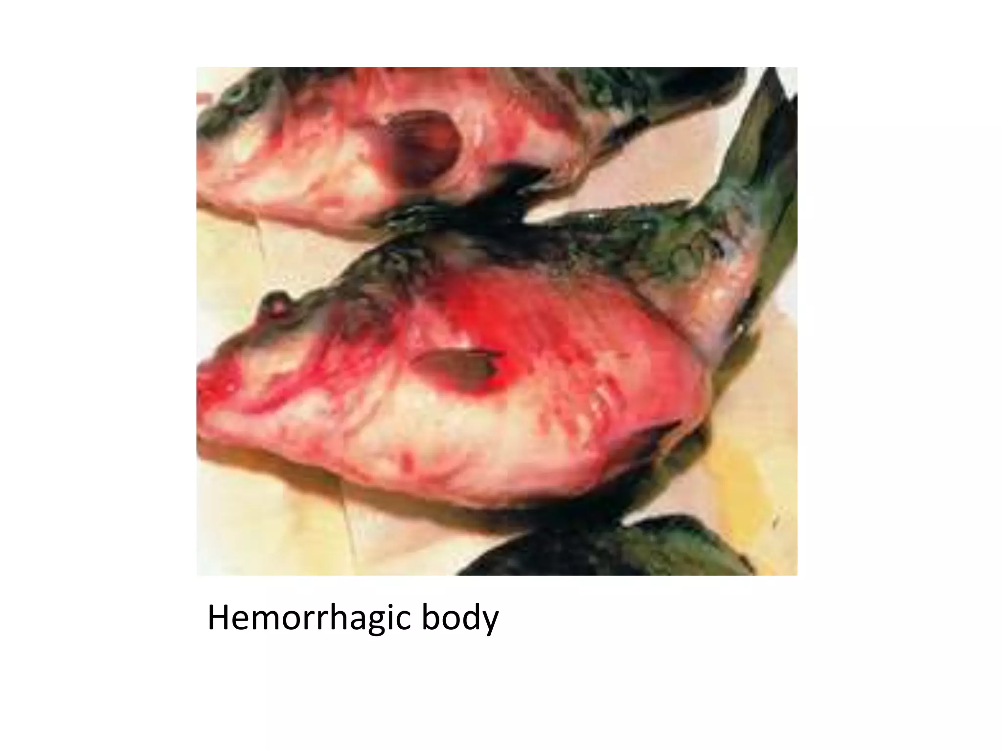 Viral diseases in fishes | PPTX