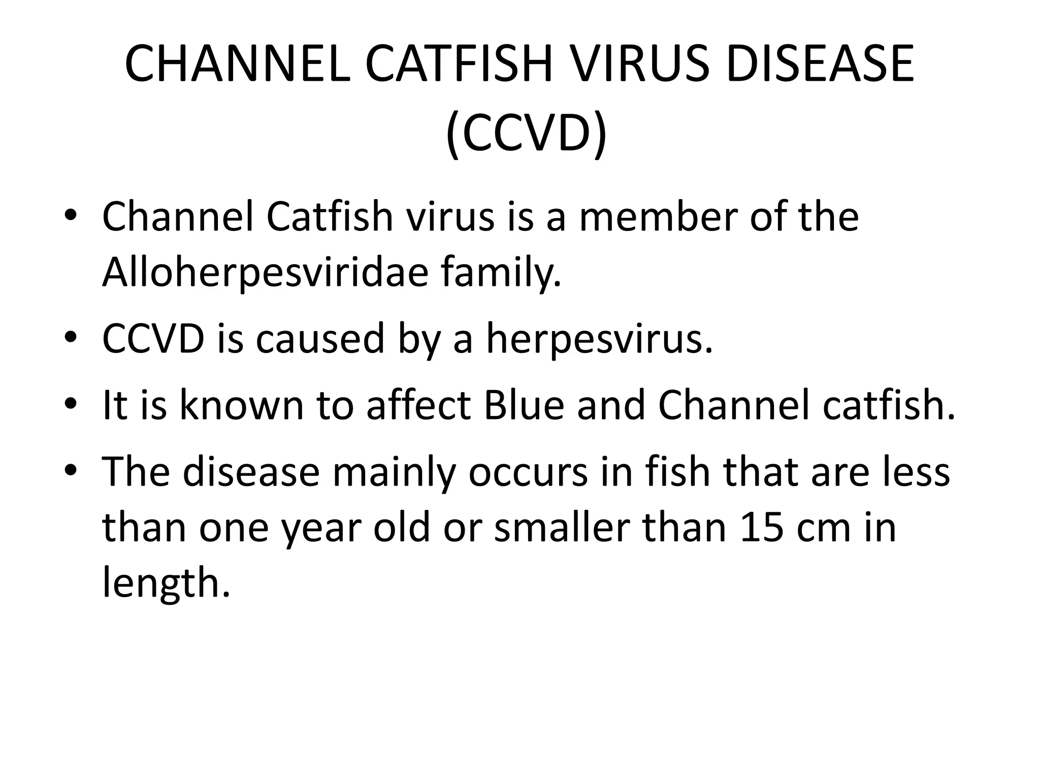 Viral diseases in fishes | PPTX