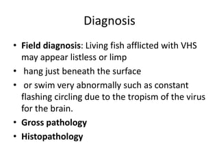 Viral diseases in fishes | PPTX