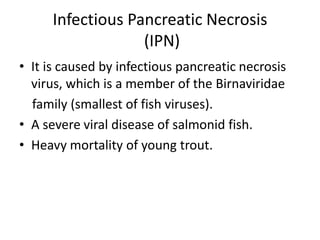 Viral diseases in fishes | PPTX