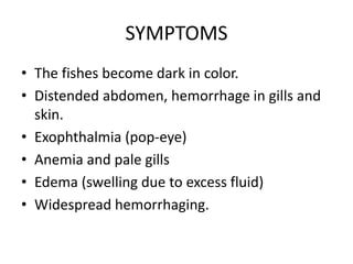 Viral diseases in fishes | PPTX