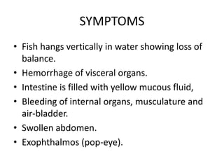 Viral diseases in fishes | PPTX