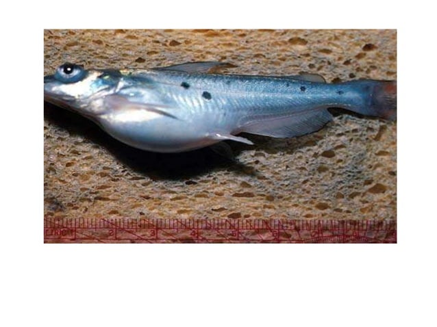 Viral diseases in fishes | PPTX