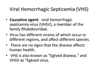 Viral diseases in fishes | PPTX
