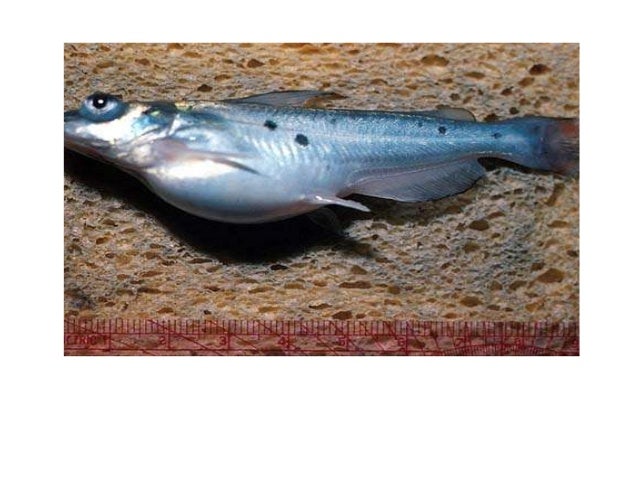 Viral diseases in fishes