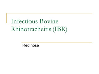 Viral diseases in ruminant | PDF