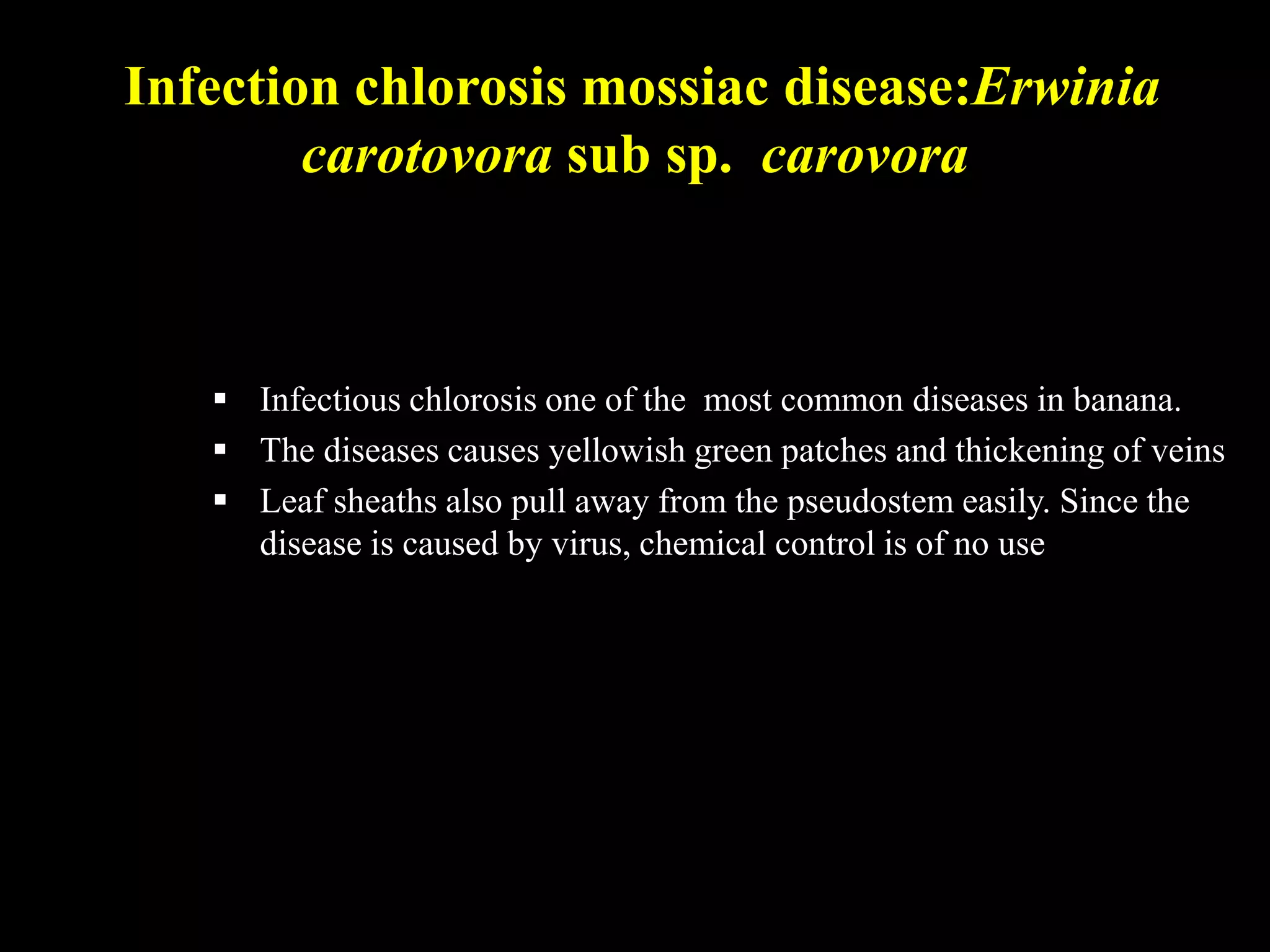 Viral diseases of banana | PPTX