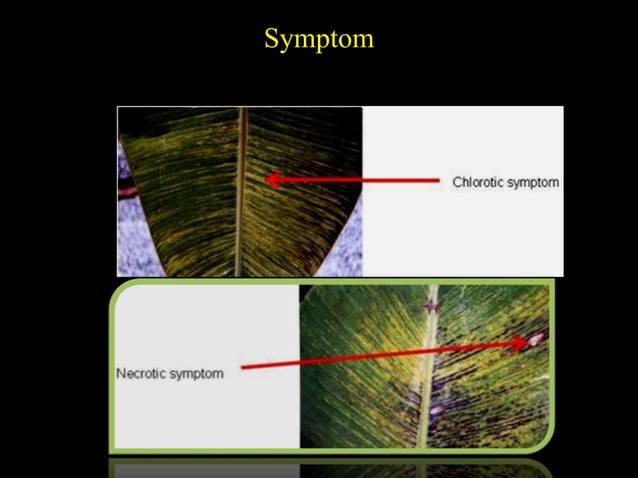 Viral diseases of banana | PPTX | Infectious Diseases | Diseases and ...