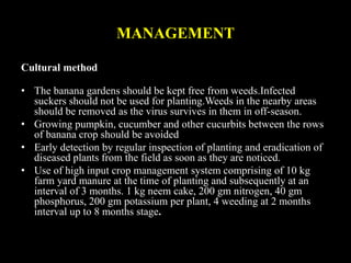 Viral diseases of banana | PPTX