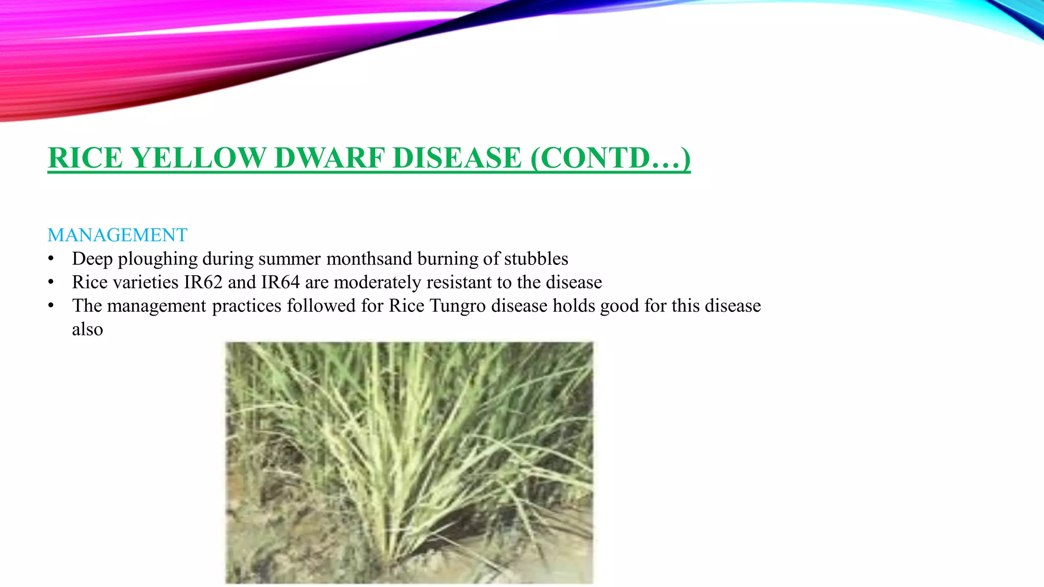 Viral diseases of paddy | PDF
