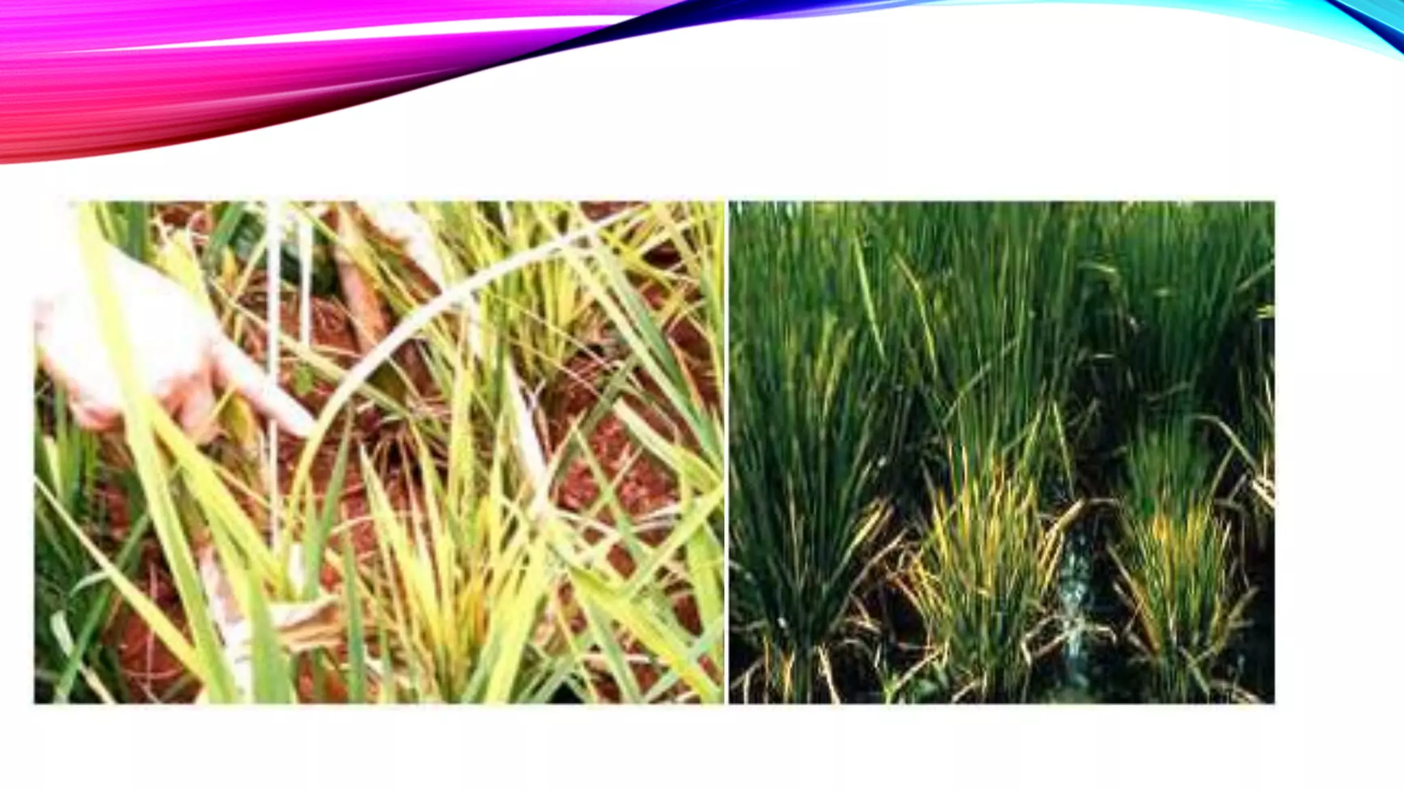 Viral diseases of paddy | PDF