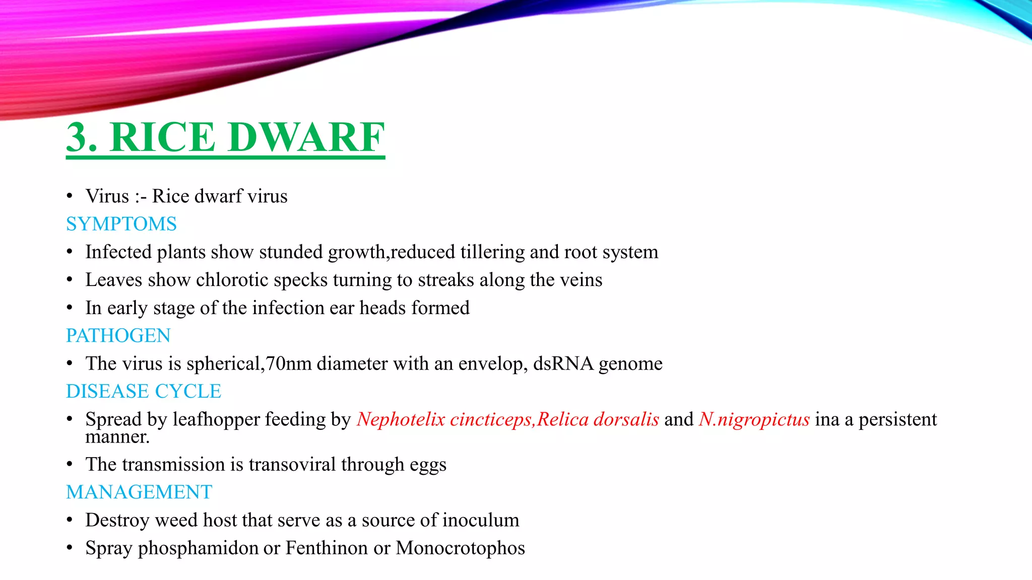 Viral diseases of paddy | PDF