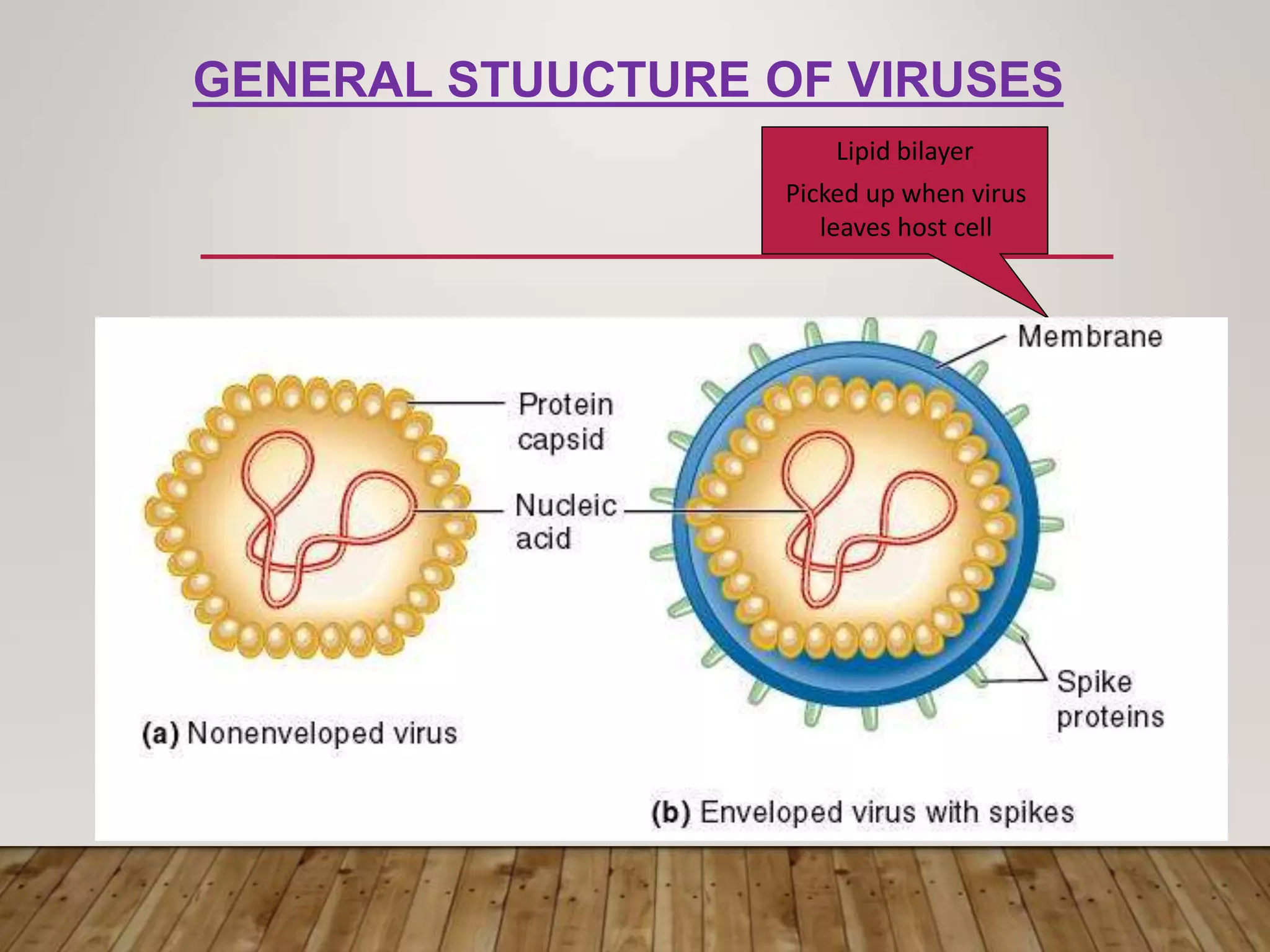 viral dna.ppt