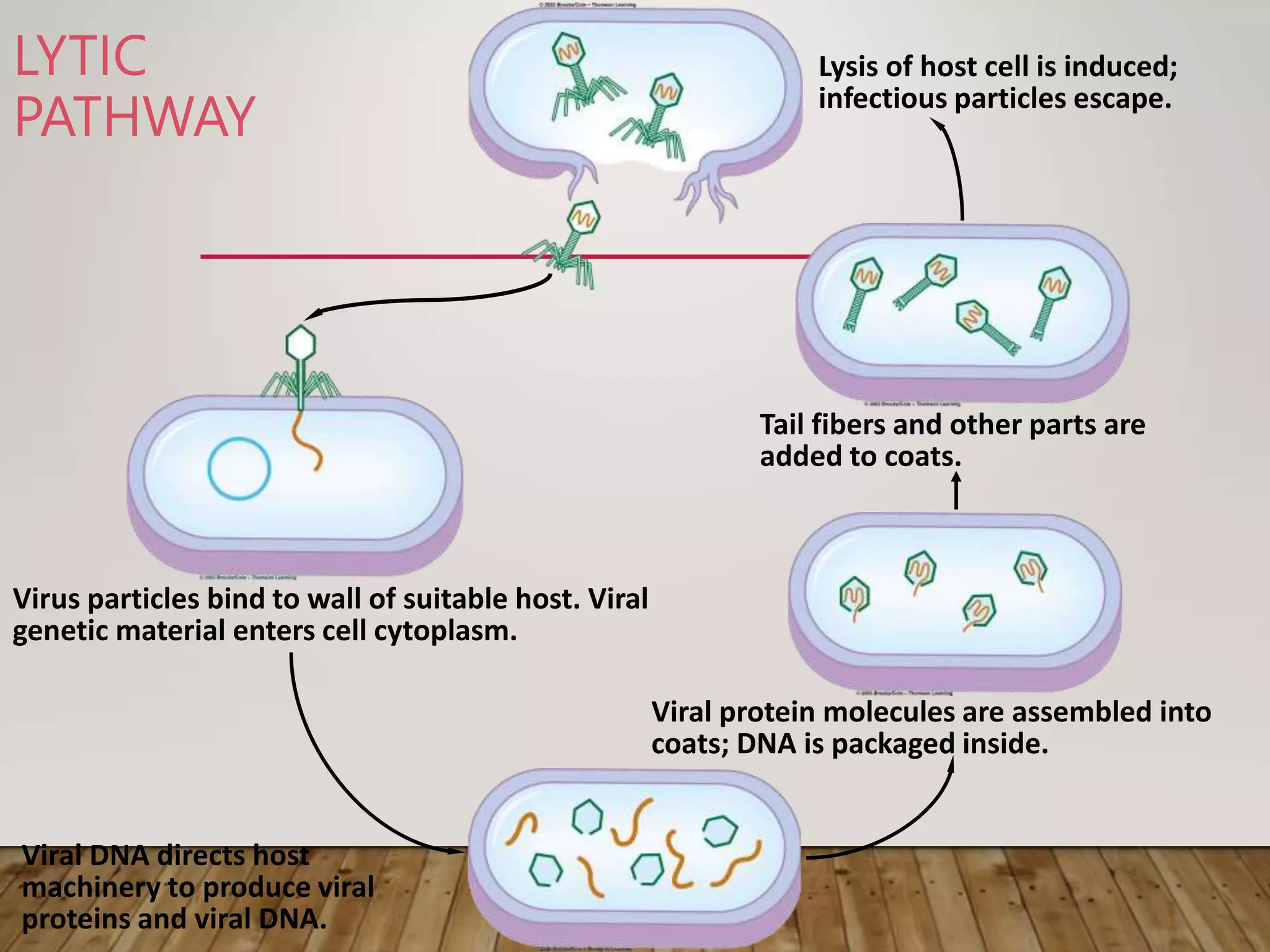 viral dna.ppt