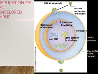 viral dna.ppt