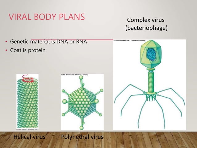 viral dna.ppt