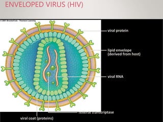 viral dna.ppt