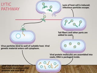 viral dna.ppt
