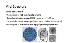 Viral exanthems / Maculopapular and Vesicular disorders.pptx