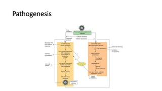 Viral exanthems / Maculopapular and Vesicular disorders.pptx