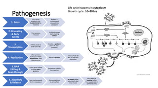Viral exanthems / Maculopapular and Vesicular disorders.pptx
