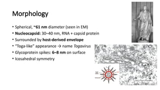 Viral exanthems / Maculopapular and Vesicular disorders.pptx