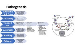 Viral exanthems / Maculopapular and Vesicular disorders.pptx