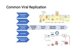 Viral exanthems / Maculopapular and Vesicular disorders.pptx