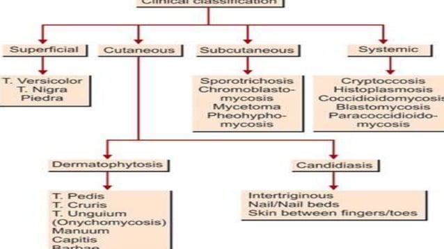 VIRAL, FUNGAL AND PARASITIC INFECTIONS.pptx | Infectious Diseases ...