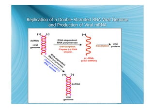 Viral molecular genetics | PDF