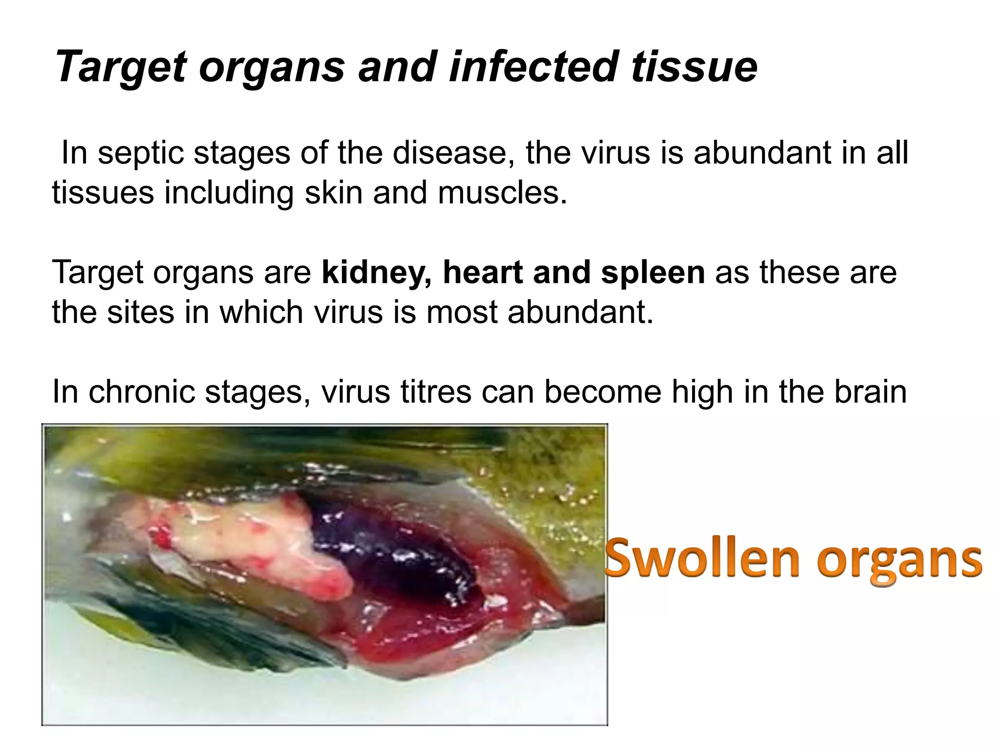 Viral heamorrhagic septicemia | PPTX