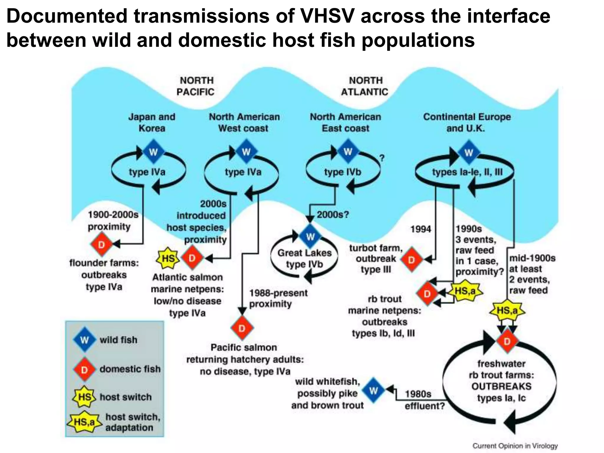 Viral heamorrhagic septicemia | PPTX