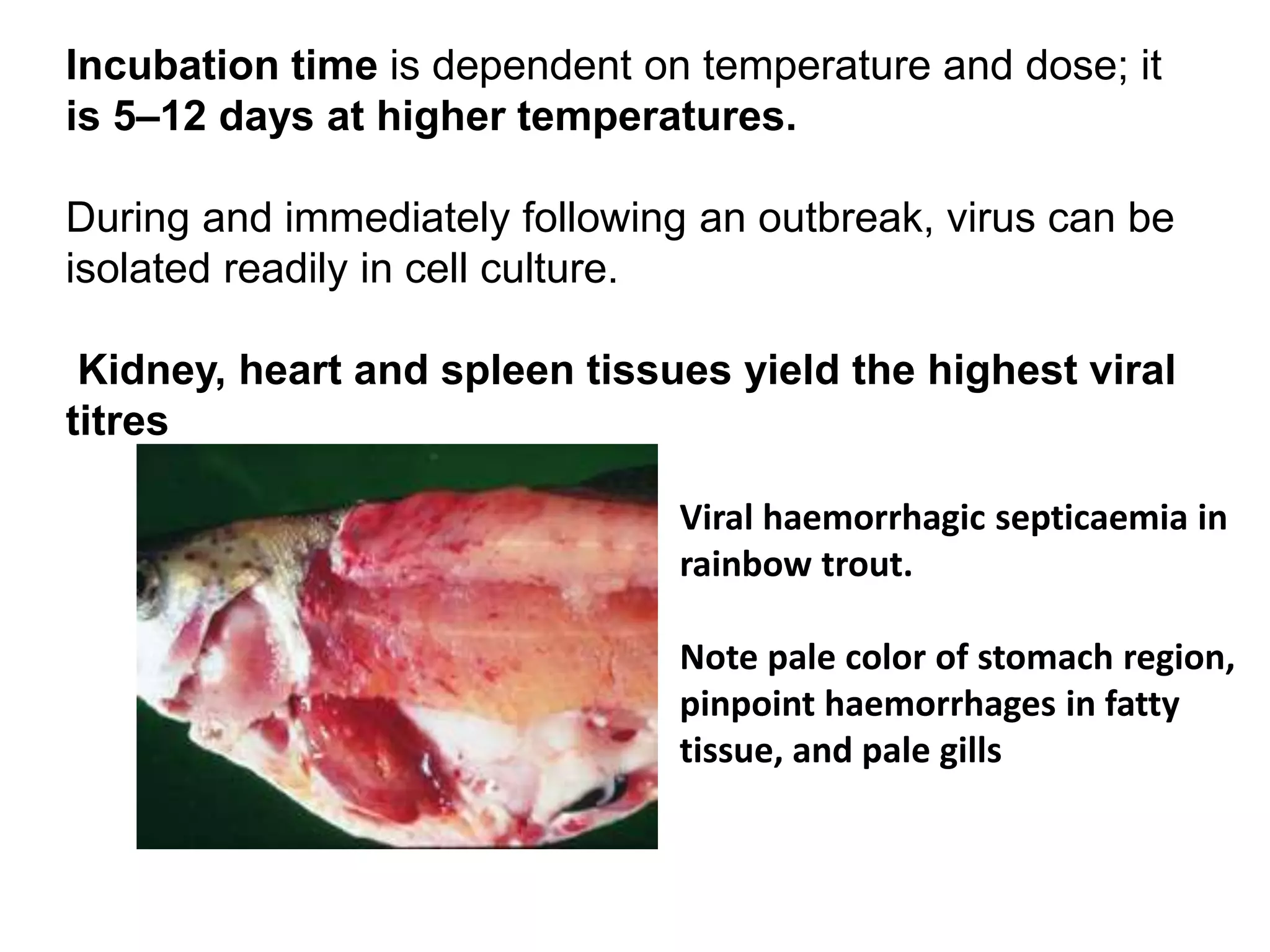 Viral heamorrhagic septicemia | PPTX
