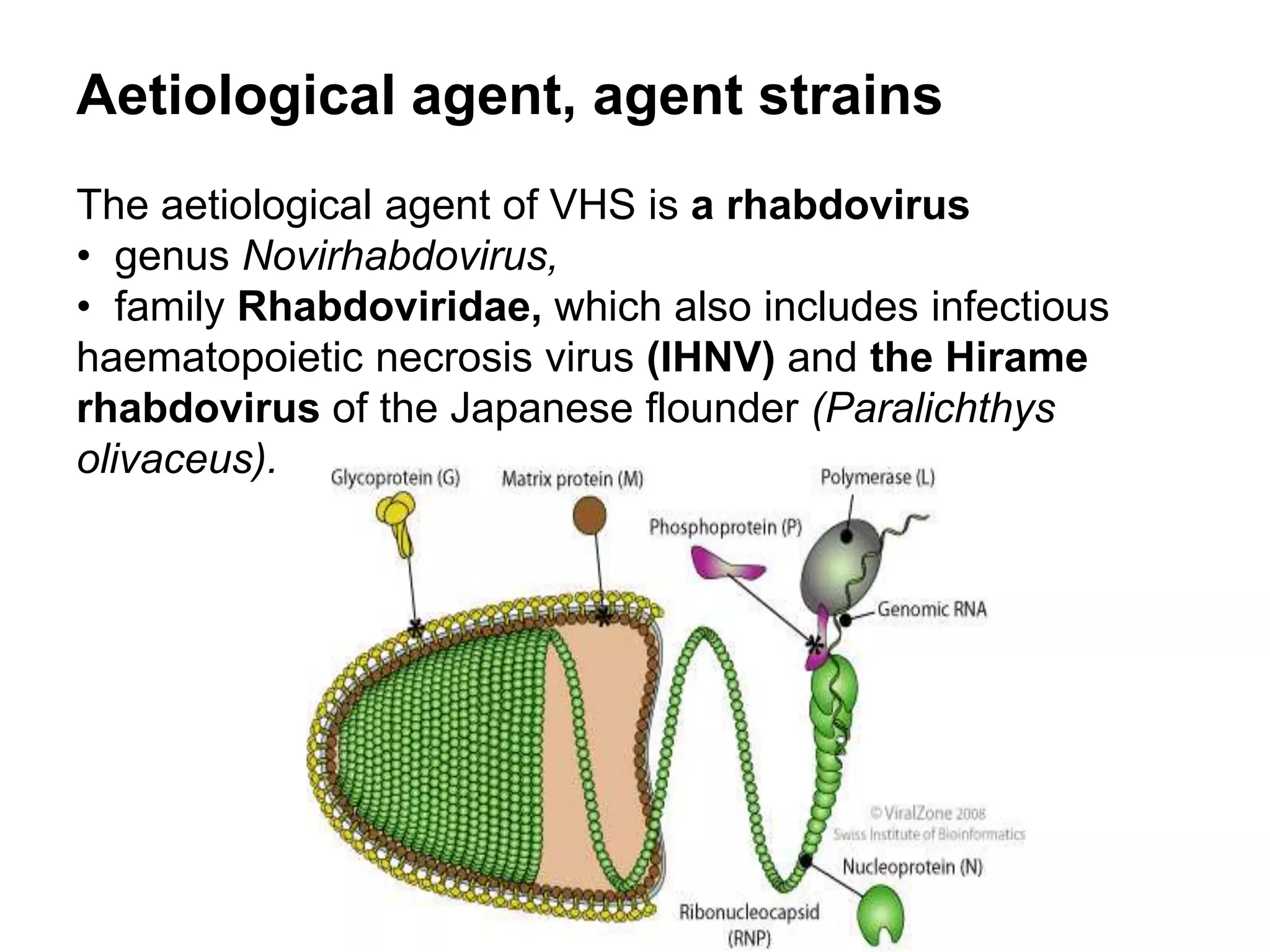 Viral heamorrhagic septicemia | PPTX