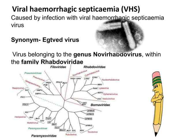 Viral heamorrhagic septicemia | PPTX | Blood Disorders | Diseases and ...