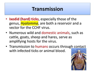 Crimean-Congo hemorrhagic fever (CCHF) Approach | PPTX