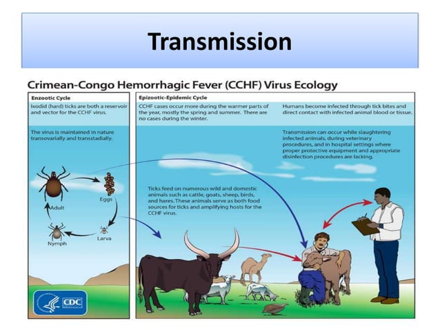 Crimean-Congo hemorrhagic fever (CCHF) Approach | PPTX | Infectious ...